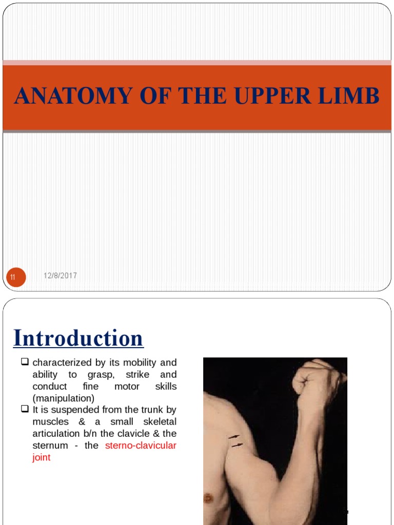 Anatomy of Upper Limb 27 | PDF | Hand | Elbow