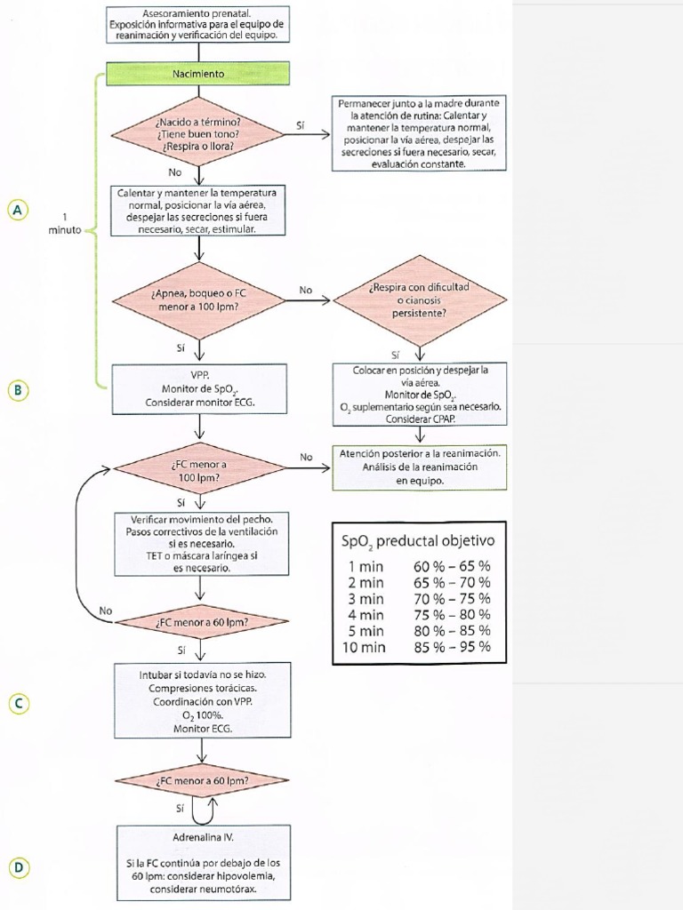 Guia RCP Neonatal | PDF | Reanimación cardiopulmonar | Feto