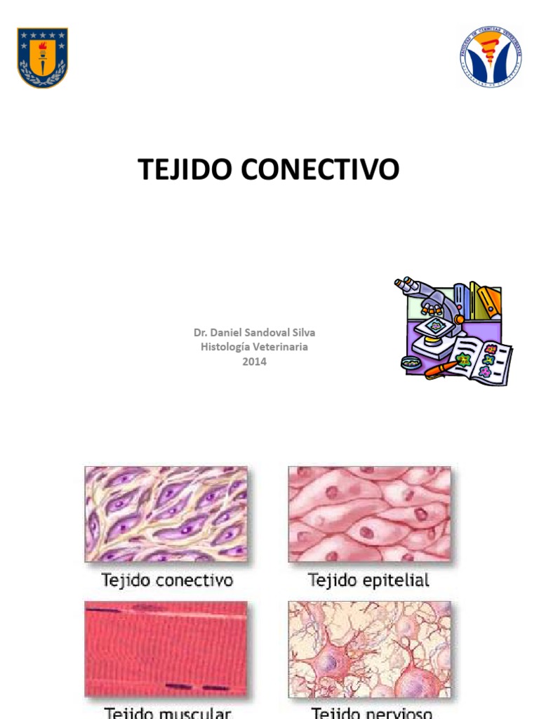 2 Tejido Conectivo | PDF | Tejido conectivo | Colágeno