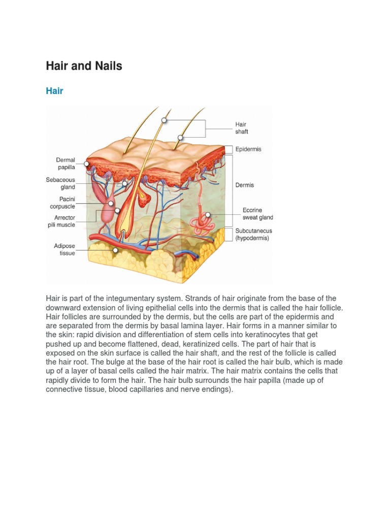 Lesson 2 - The Integumentary System - Hair and Nails | PDF | Skin | Hair
