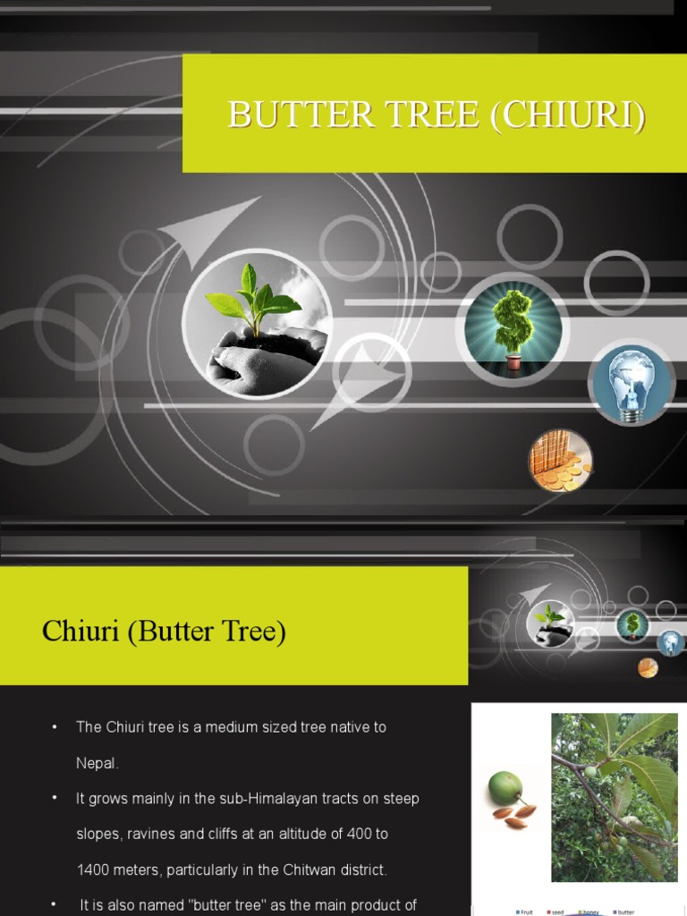 Butter Tree (Chiuri): A Comprehensive Analysis of the Uses, Production ...