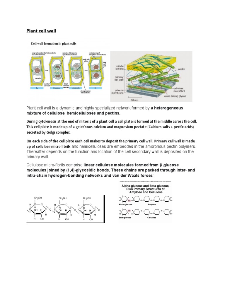 Plant Cell Wall Structure and Functions | PDF | Tissue (Biology ...