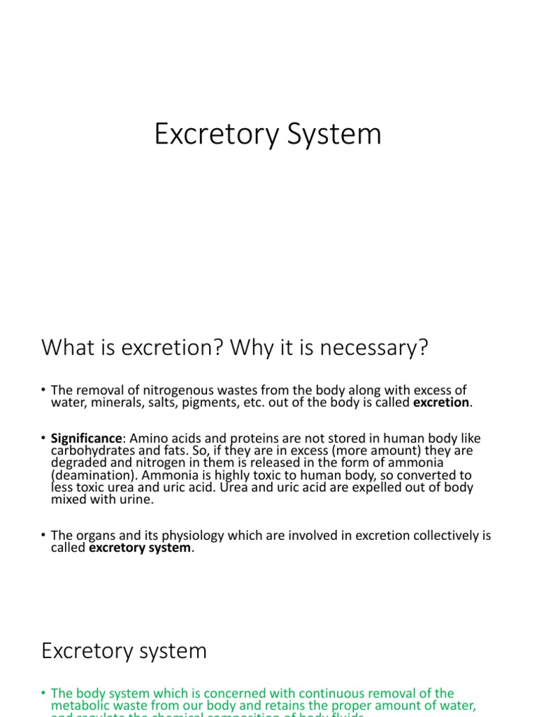 Excretory System | PDF | Kidney | Anatomy