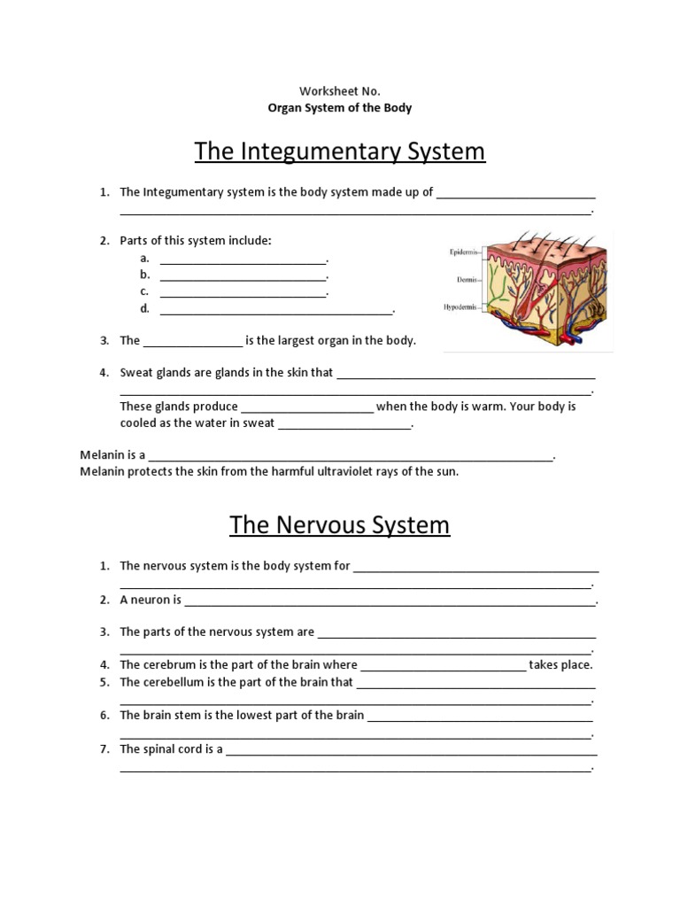 Organ System of The Body Worksheet | PDF | Human Body | Blood