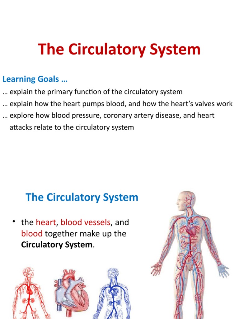 The Circulatory System Explained