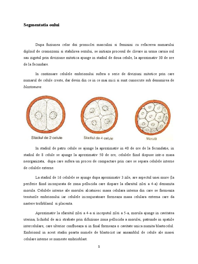 Segmentatia Oului Final | PDF