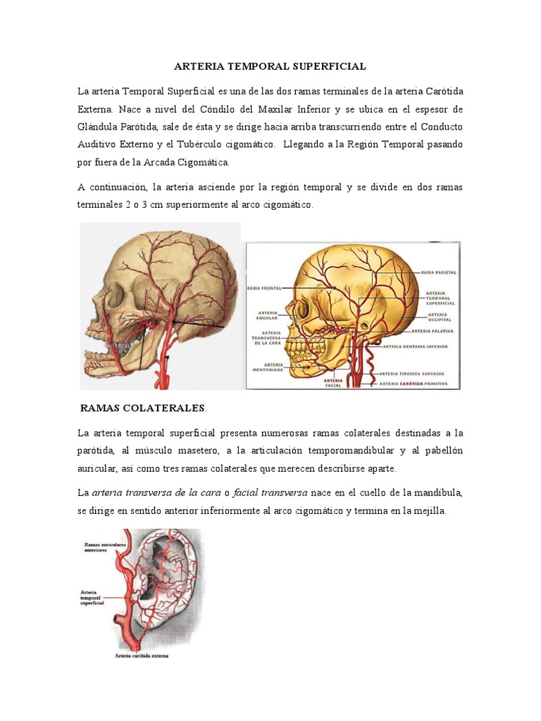 Anatomía de la Arteria Temporal Superficial | PDF