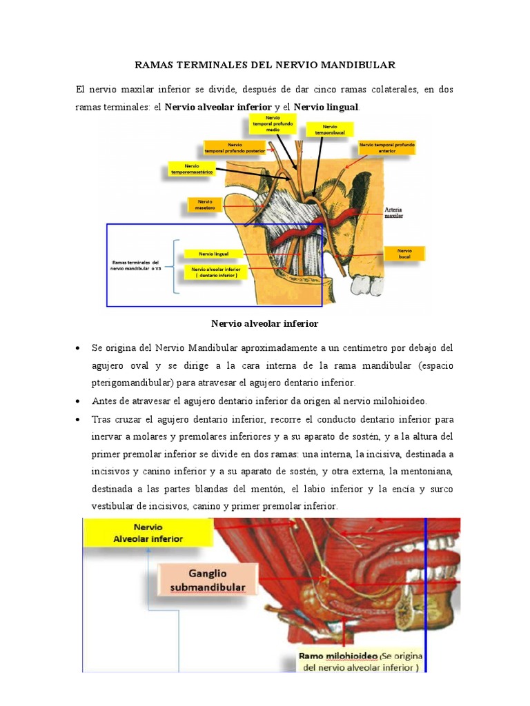 Ramas Terminales Del Mandibular | PDF | Sistema nervioso | Neuroanatomía