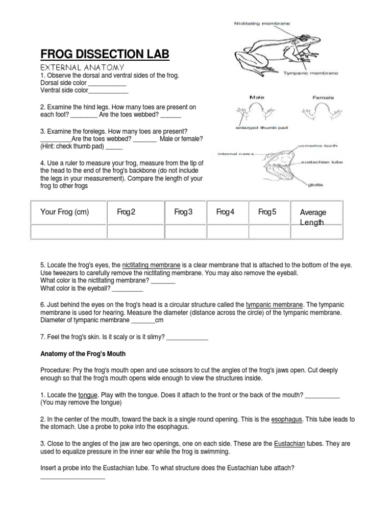 Frog Dissection Worksheet | PDF | Small Intestine | Stomach