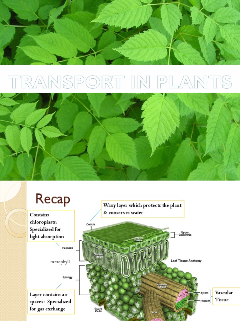 Transport in Plants | Tissue (Biology) | Root