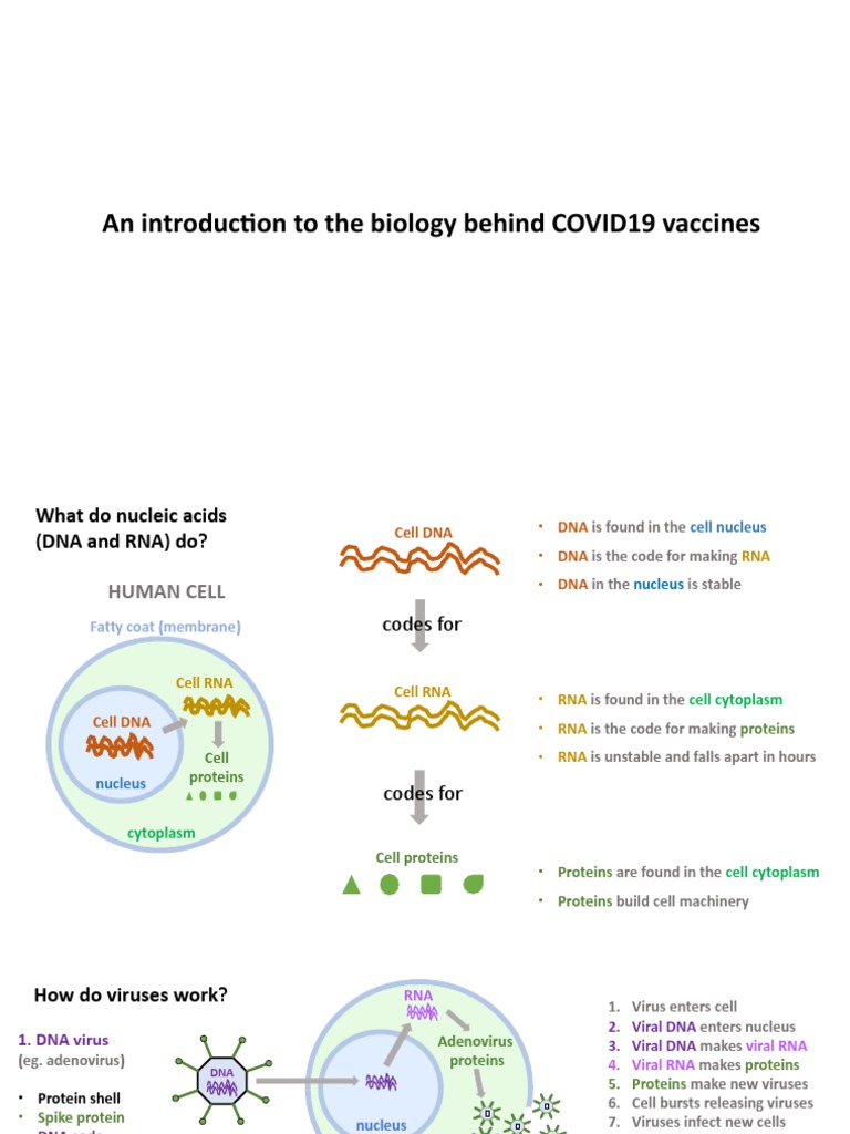An Introduction To The Biology Behind COVID19 Vaccines | PDF | Virus ...