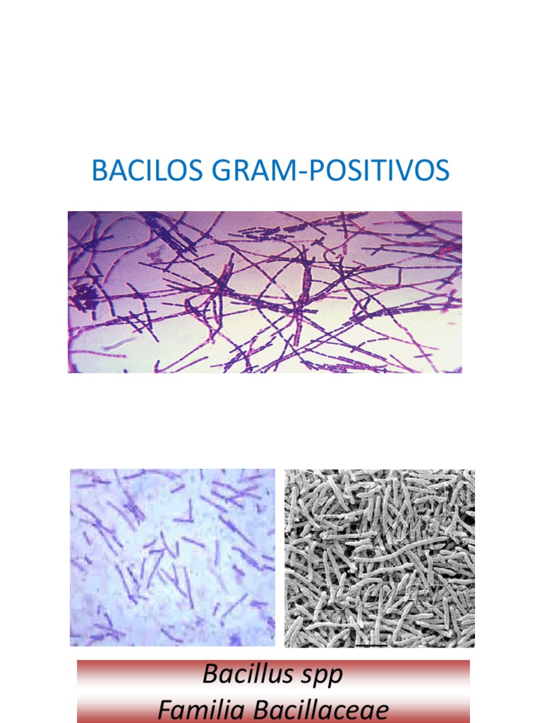 Bacilos Gram-Positivos: Características y Patología | PDF | Bacilo | Ántrax