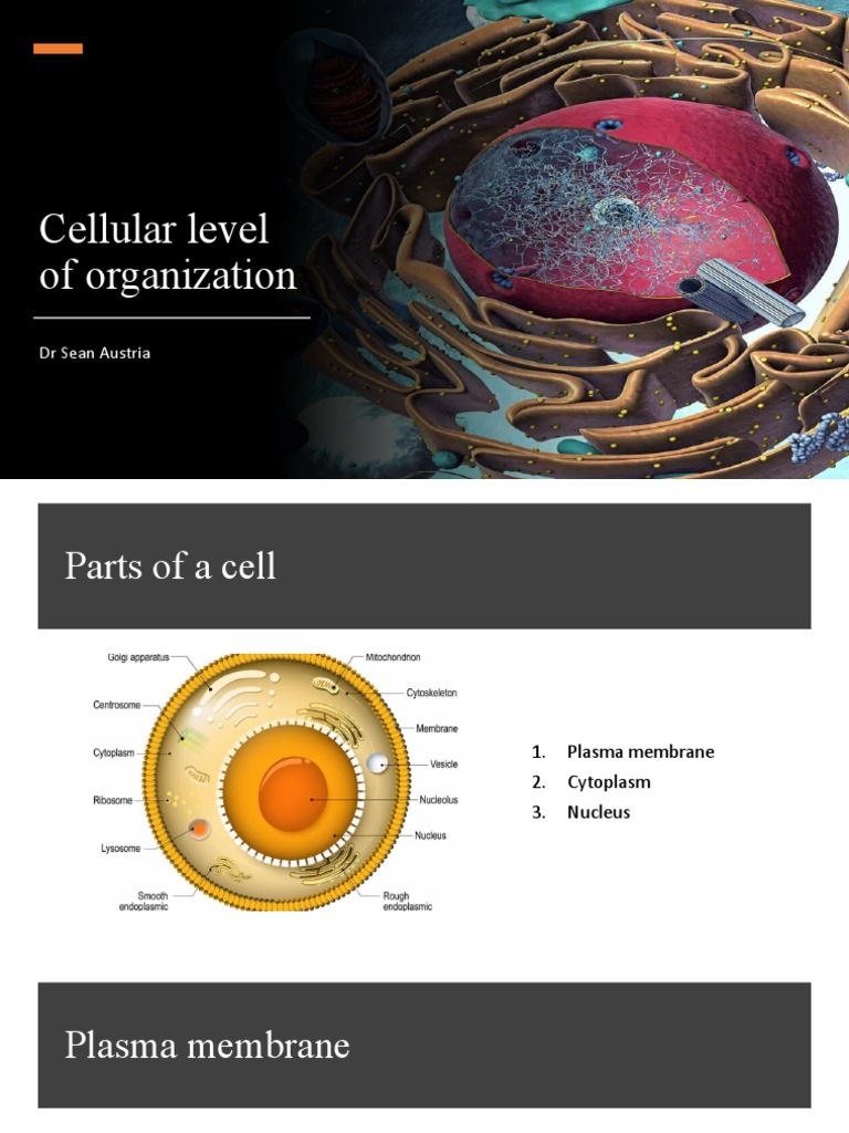 Cellular Level of Organization | PDF