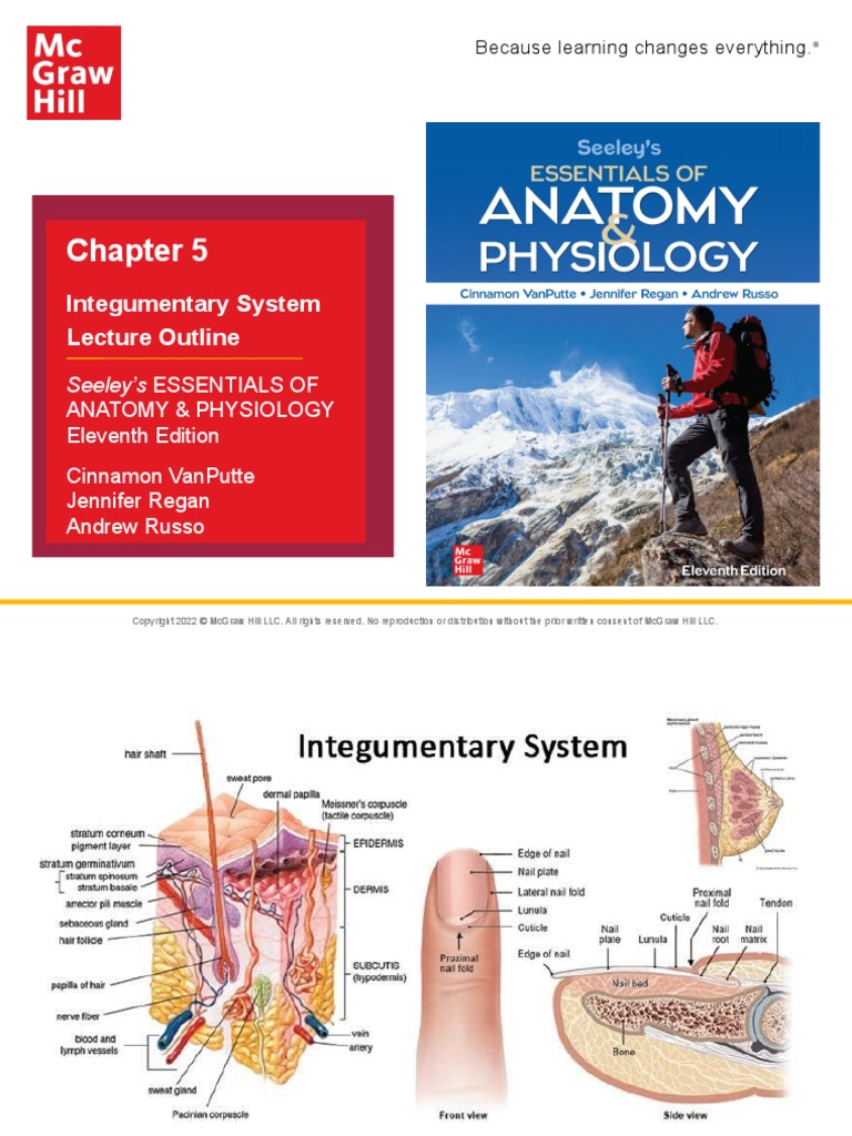 Integumentary System Lecture Outline: Seeley'S Essentials of | PDF ...