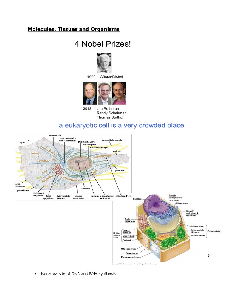 27 - Protein Trafficking - Nuclear Transport | PDF | Protein Targeting ...