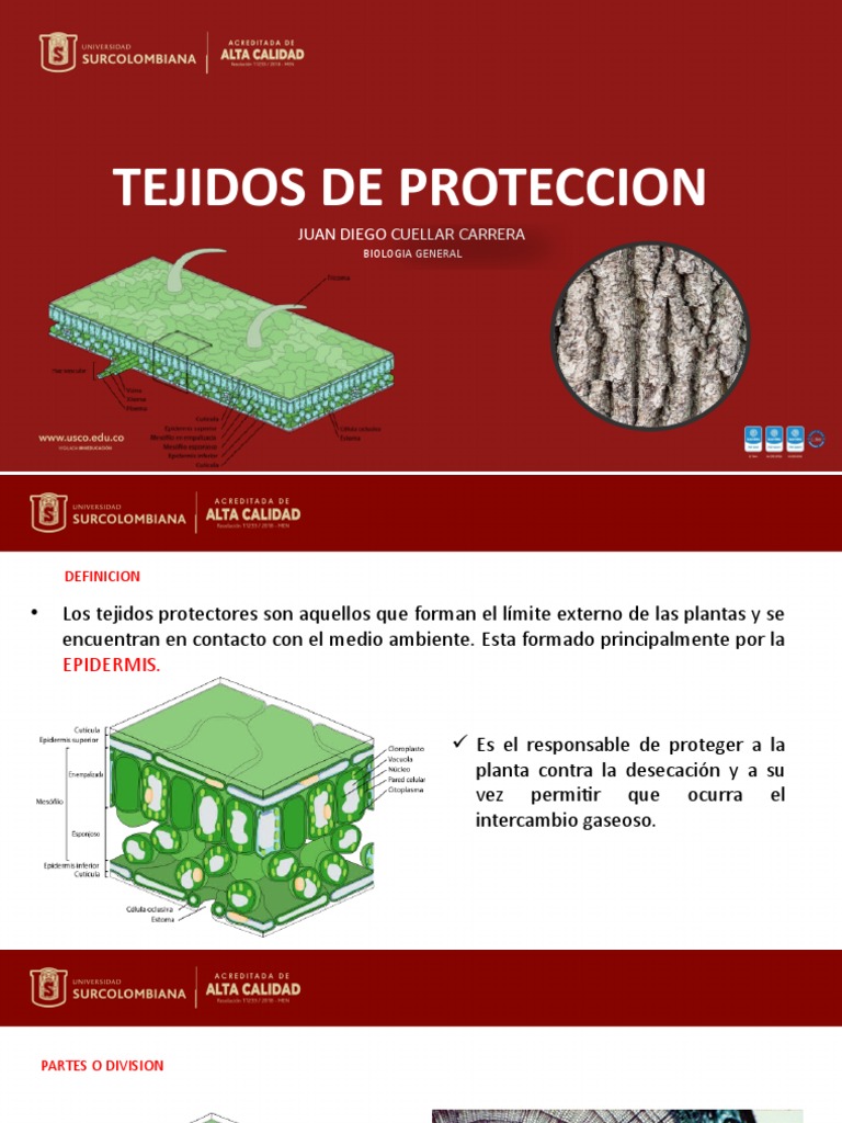 Tejidos de Proteccion | PDF