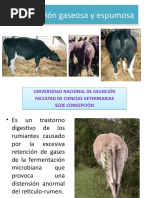 Reticuloperitonitis Traumática en Bovinos | PDF | Vacas | Oveja