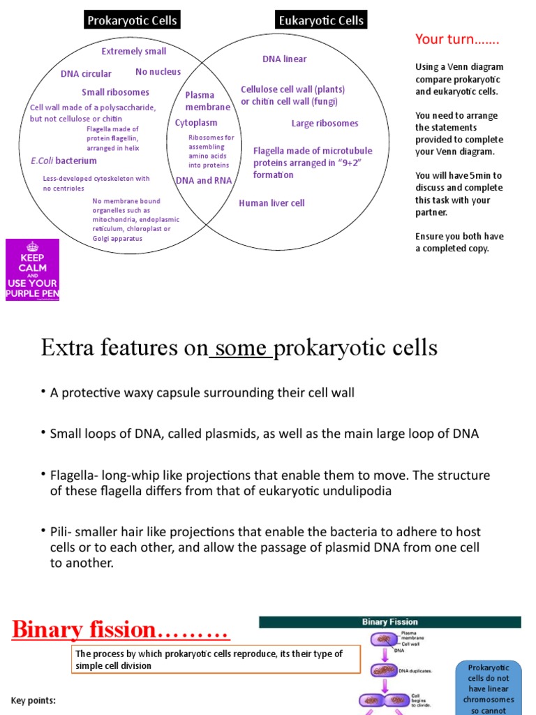 Your Turn .: Prokaryotic Cells Eukaryotic Cells | PDF | Cell (Biology ...