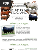 Raza de Ganado Bovino Azul Belga | PDF | Vacas | Carne