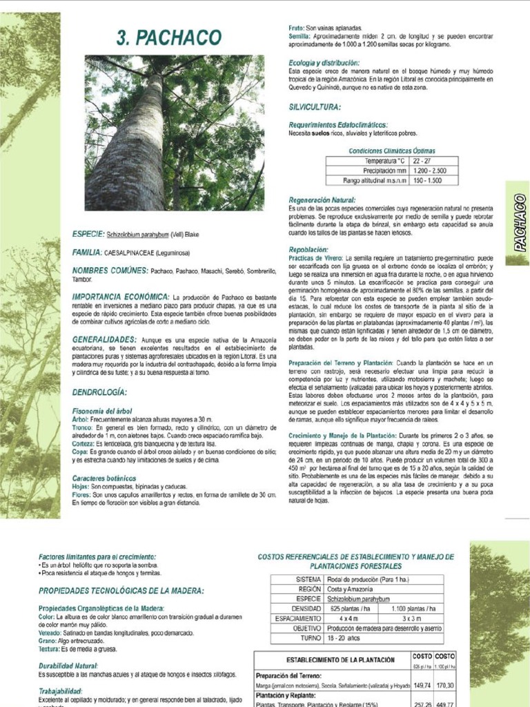 PACHACO | PDF