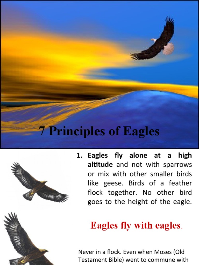 7 Principles of Eagle - 1 | PDF | Eagle | Birds