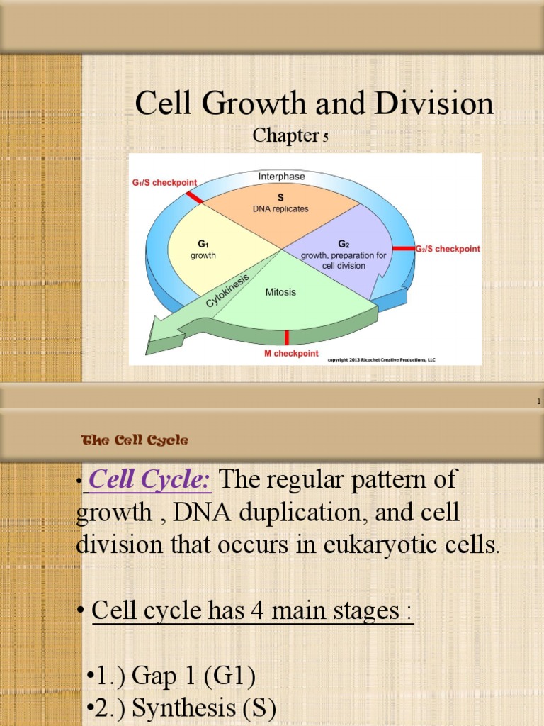 Cell Cycle - Meiosis Notes | PDF | Meiosis | Mitosis