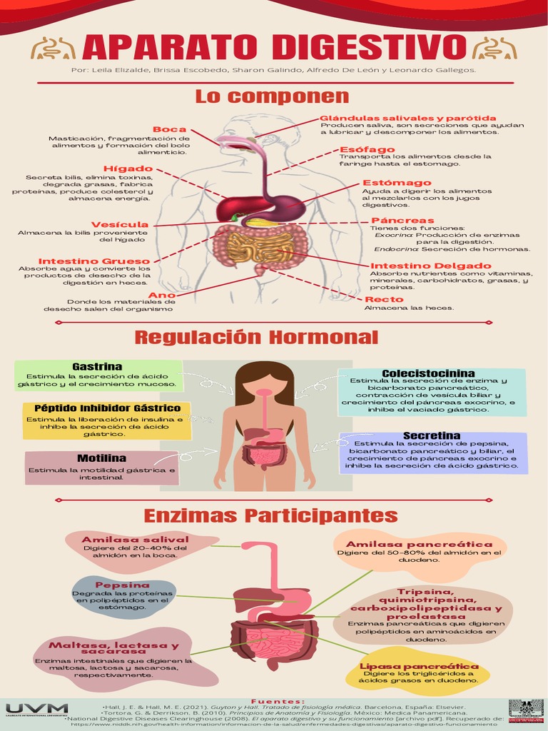 Infografía SD | PDF | Digestión | Sistema digestivo humano