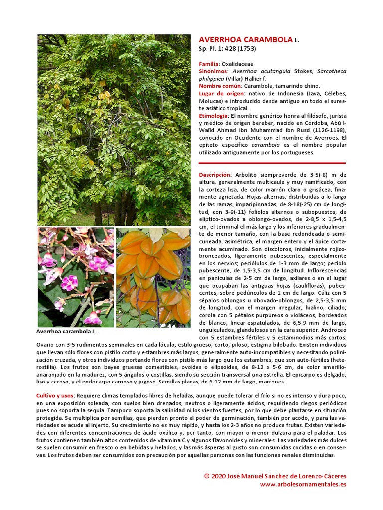 Averrhoa Carambola | PDF | Plantas | Botánica