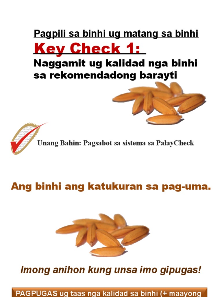 Key Check 1 Pagpili Sa Binhi Ug Matang Sa Binhi | PDF