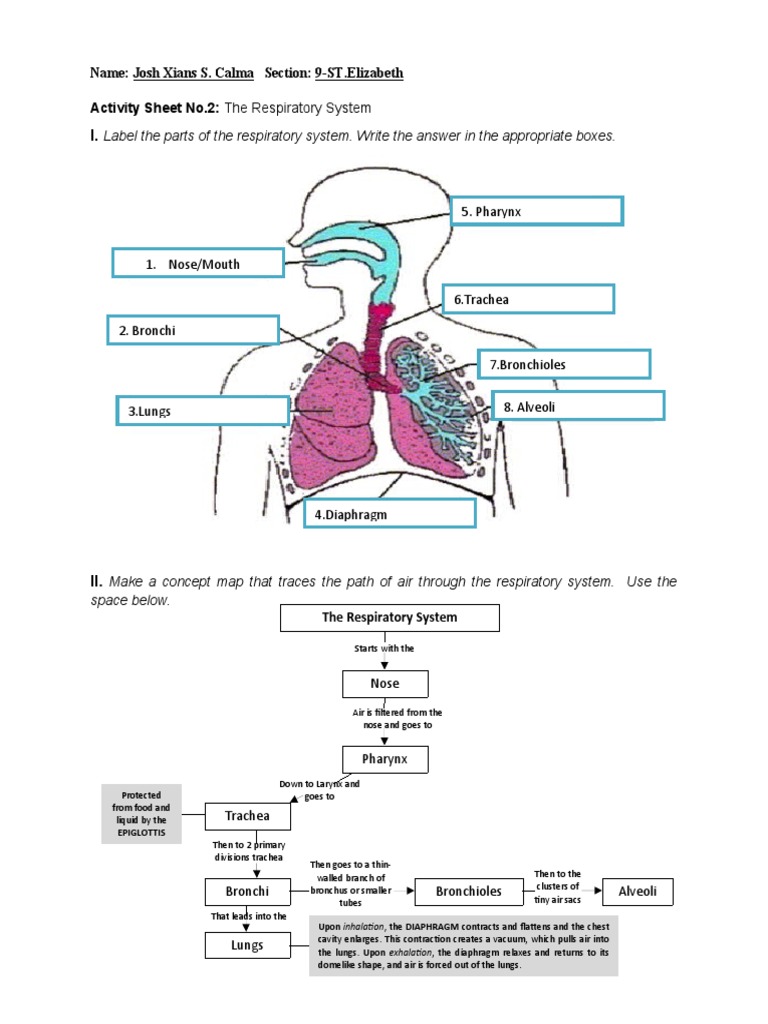 Evaluation - Respiratory System | PDF