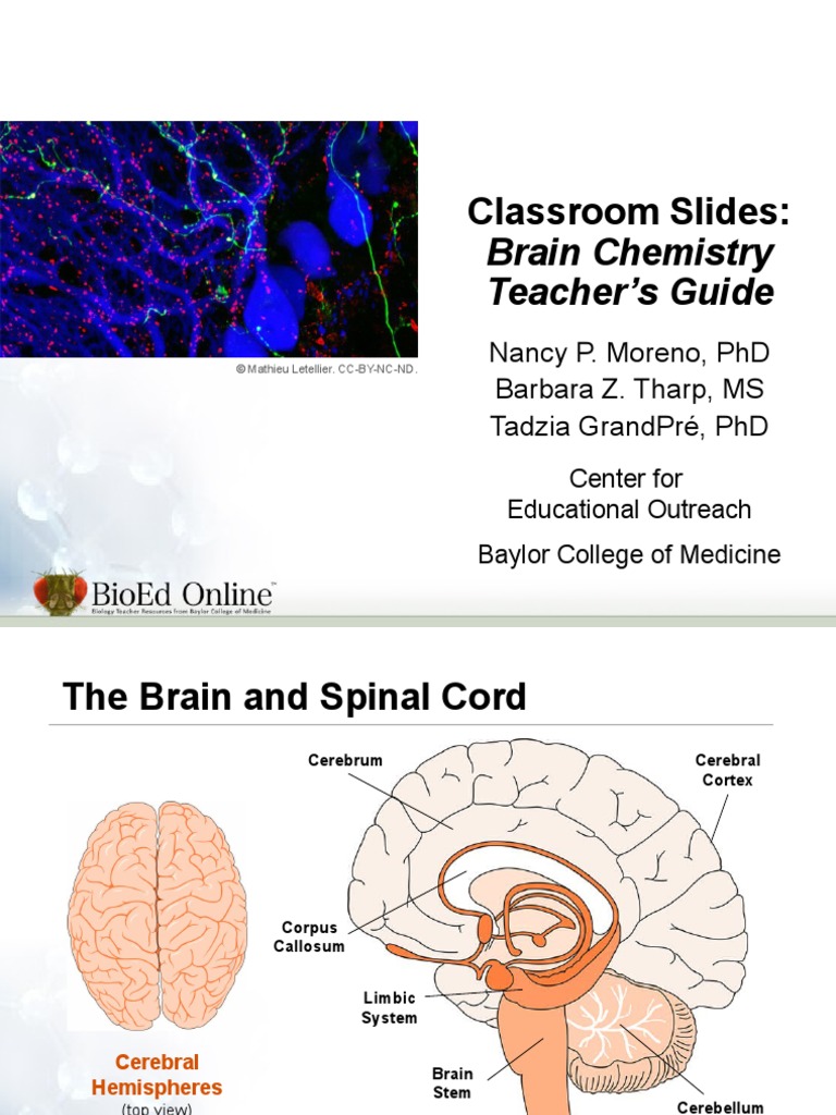 Classroom Slides:: Brain Chemistry Teacher's Guide | PDF | Neuron | Brain