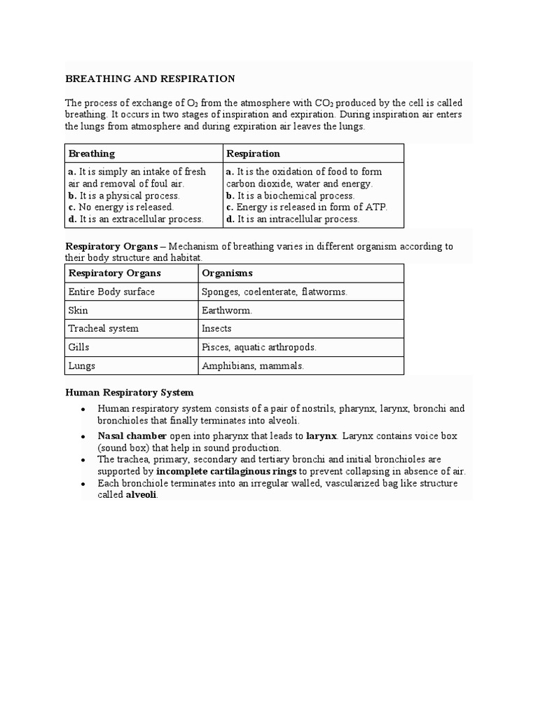 Breathing and Respiration Notes | PDF | Respiratory System | Lung