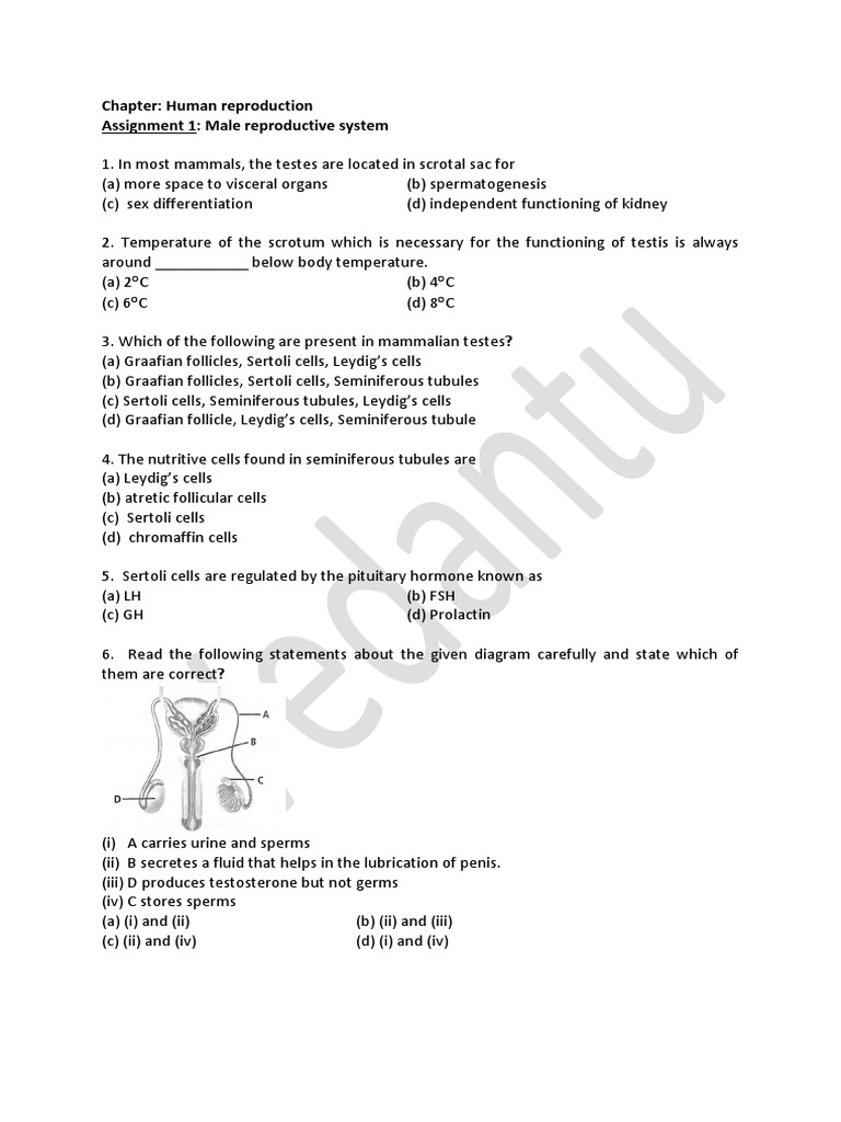 Male Reproductive System Quiz | PDF | Testicle | Genitourinary System