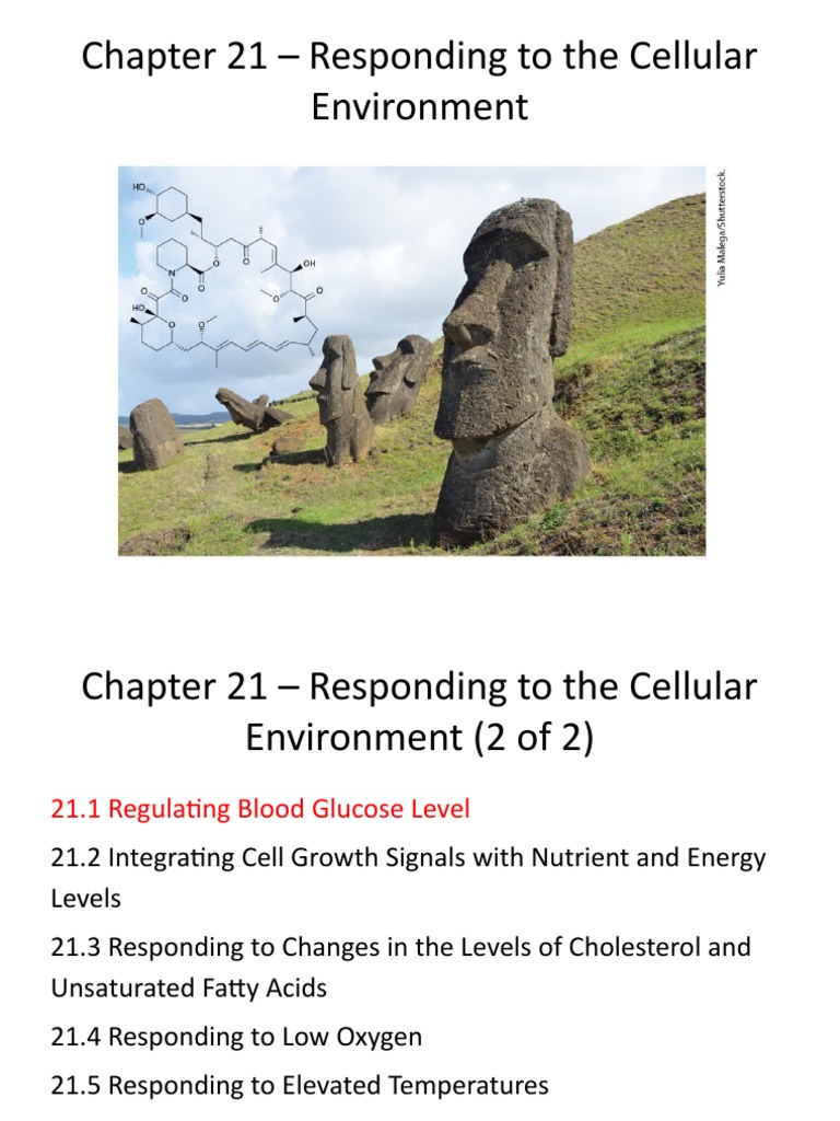 Chapter 21 - Responding To The Cellular Environment | PDF | Cell ...
