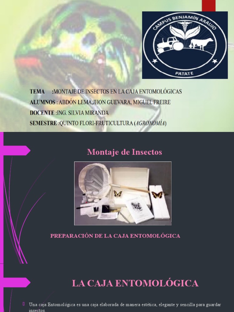 caja entomológica | PDF | Insectos | Papel