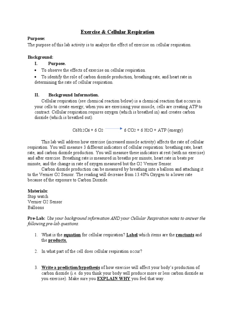 Exercise Lab | PDF | Breathing | Cellular Respiration