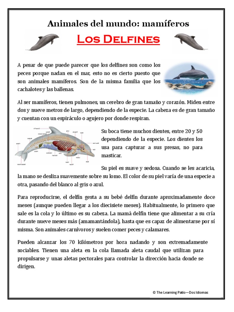 Los Delfines Spanish3-4 Story | PDF | Pescado | Organismos