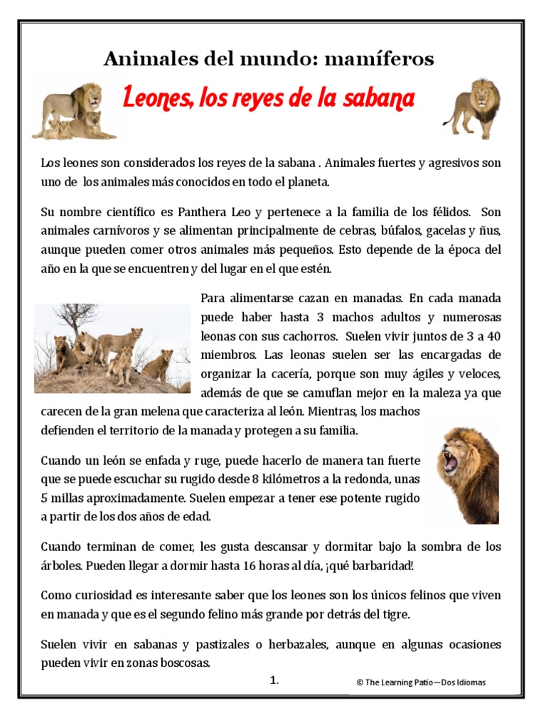 Los Leones Calvo All | PDF | León