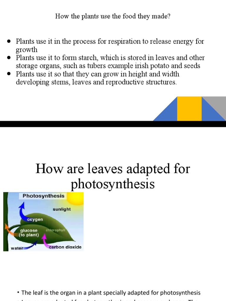 How The Plants Use The Food They Made? | PDF