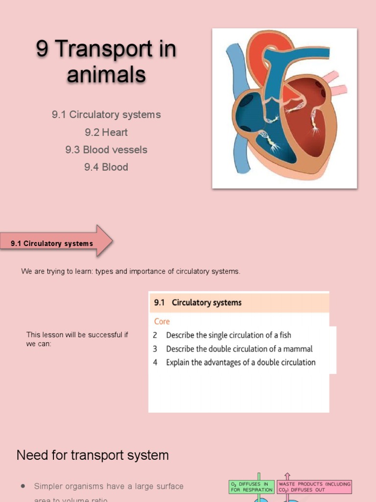 9 Transport in Animalss | PDF | Heart | Atrium (Heart)