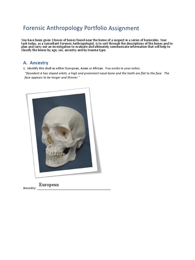 Forensic Anthropology Portfolio | PDF | Pelvis | Skull