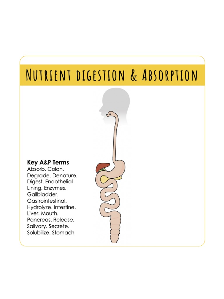1.3 Infographic. Digestion and Absorption | PDF