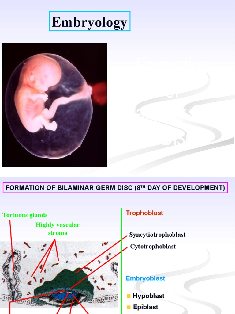 15 - Trilaminar, Mbbs (Amtd) (Autosaved) | PDF | Anatomy | Zoology