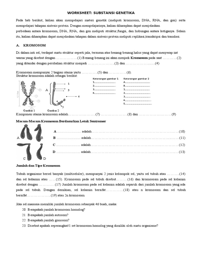 Substansi Genetika: Kromosom dan Gen | PDF | Metode & Bahan Ajar