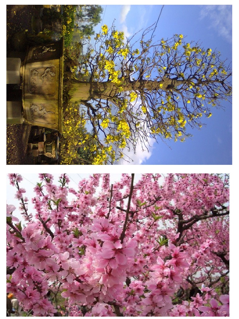 Tet Flashcards | PDF