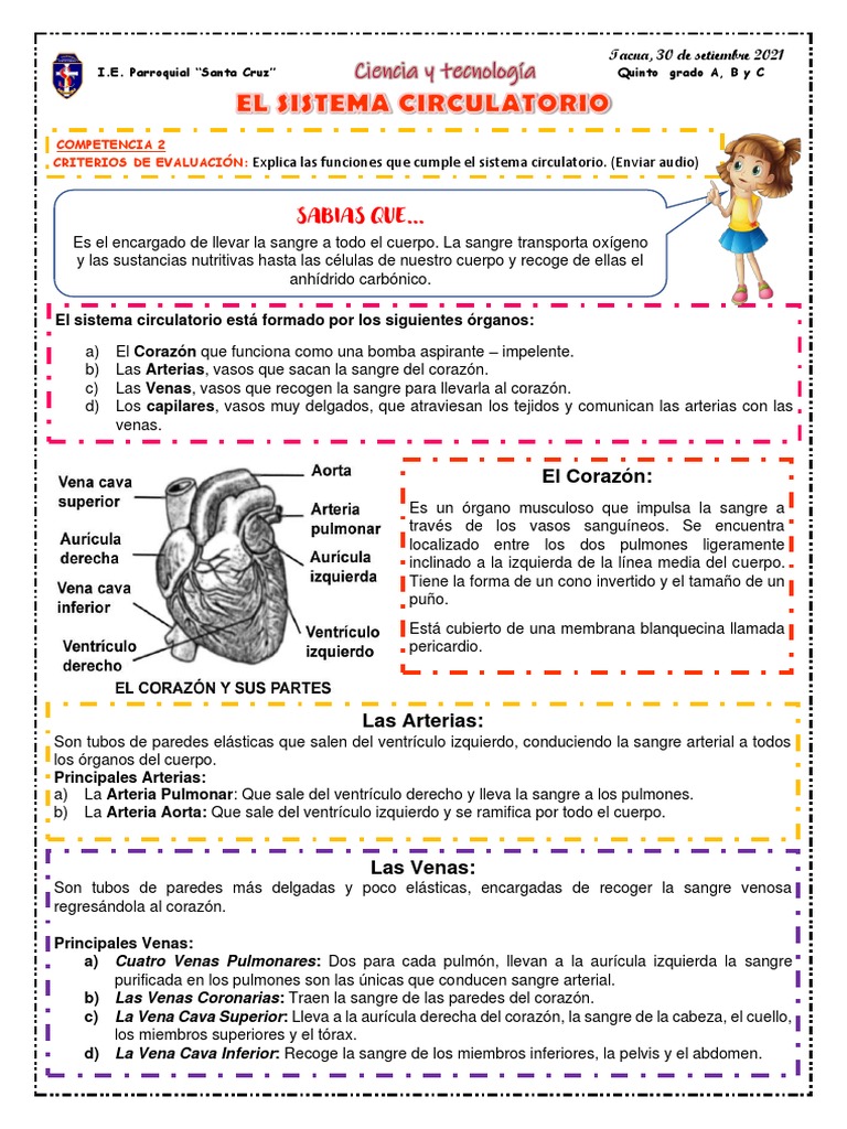 El Sistema Circulatorio | Descargar gratis PDF | Sistema circulatorio ...