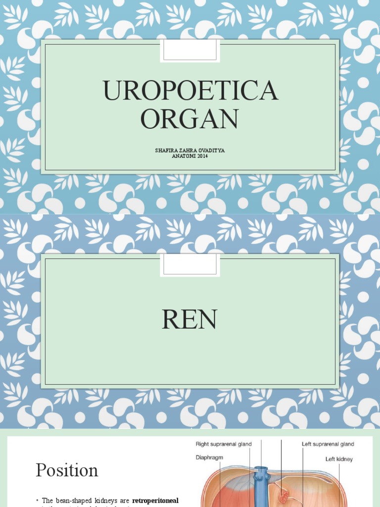 Uro Genital | PDF | Kidney | Urinary Bladder