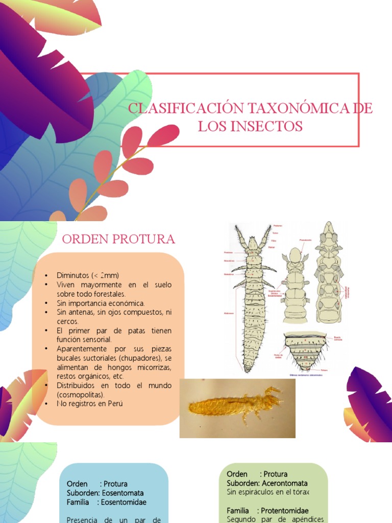 Odonata, Protura, Colembola | PDF | Libélula | Insectos