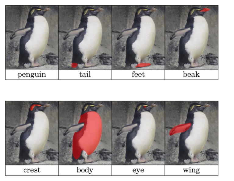 Penguin Anatomy: Key Features Explained | PDF