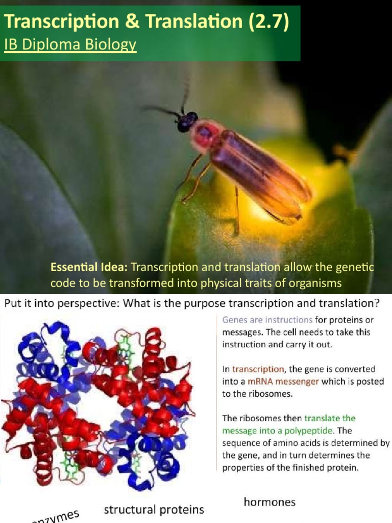IB Diploma Biology: Essential Idea: Transcription and Translation Allow ...